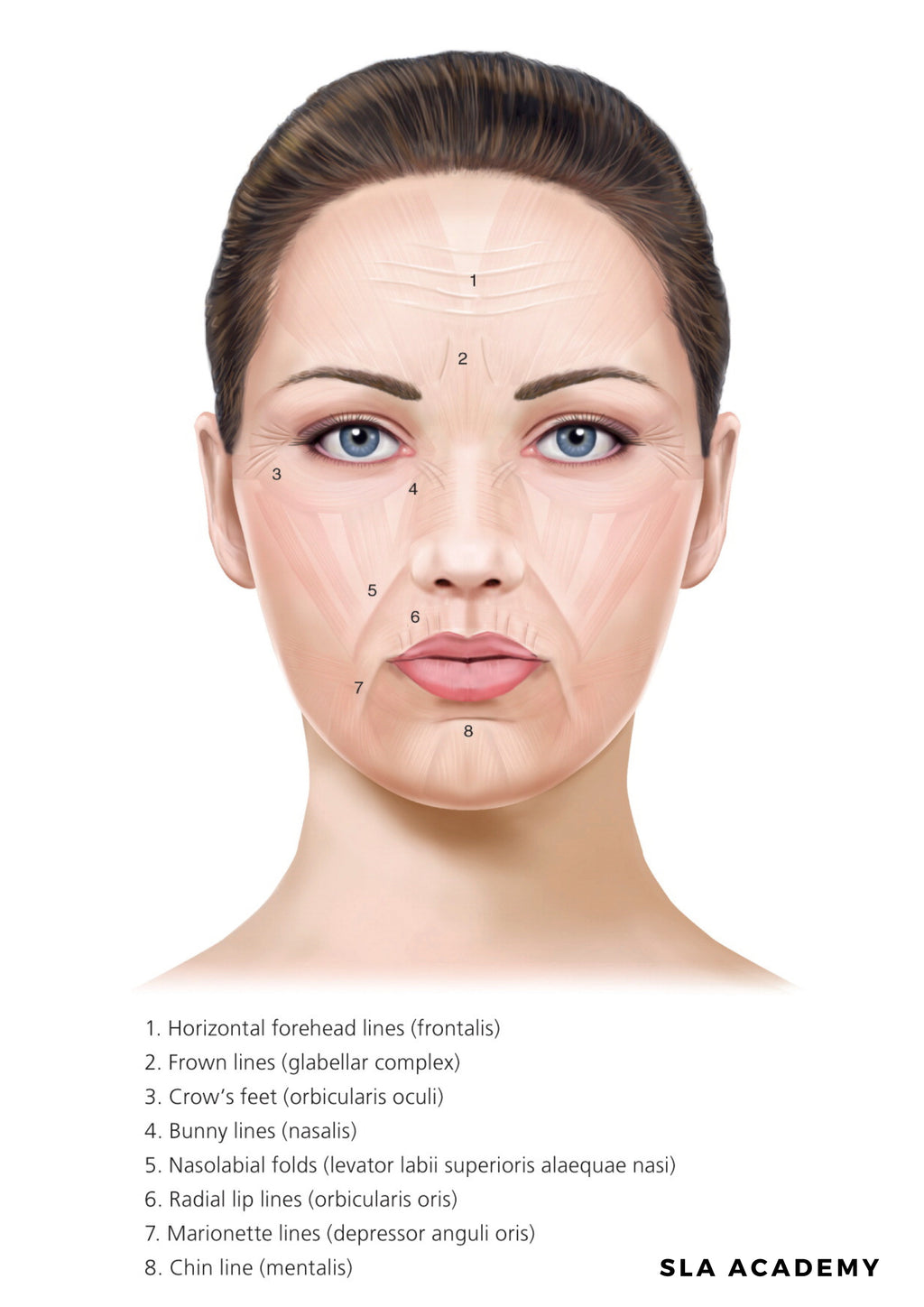 E-Download Aesthetics Facial Injection Map Poster – SLA Medical Shop